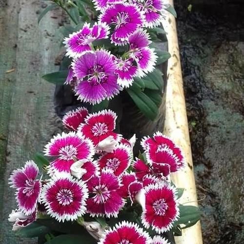 Jual tanaman bunga anyelir - Kota Batu - bay kebun bibit | Tokopedia
