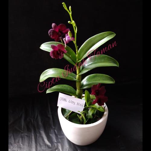 Jual Anggrek + POT [1paket] | tanaman bunga siap pasang | untuk di meja ...