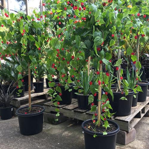 Jual Bunga Cherry Belle TANAMAN HIAS GANTUNG DAN MERAMBAT - Kab ...