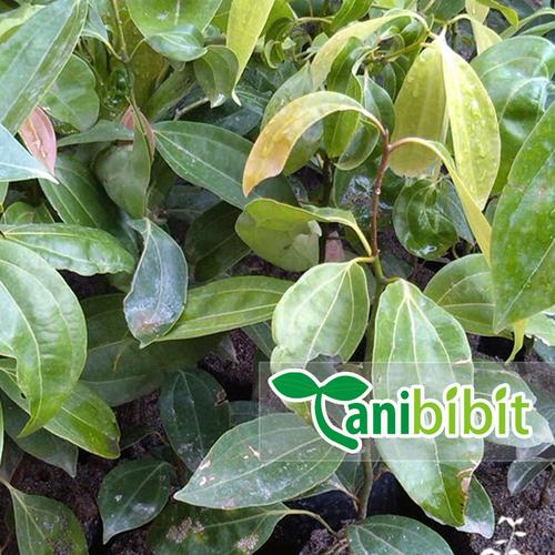 Jual Bibit Pohon Kayu Manis - Tanaman Kayu Manis - Cinnamon Tree - Kota ...