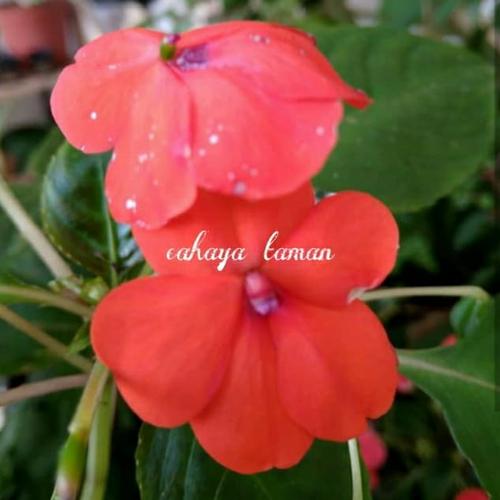 Jual tanaman bunga amelia - Kab. Bogor - rony cahaya taman | Tokopedia