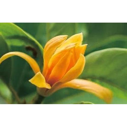 Jual Tanaman Pohon Bunga Kantil Kuning / Kembang kanthil - Kota Malang ...