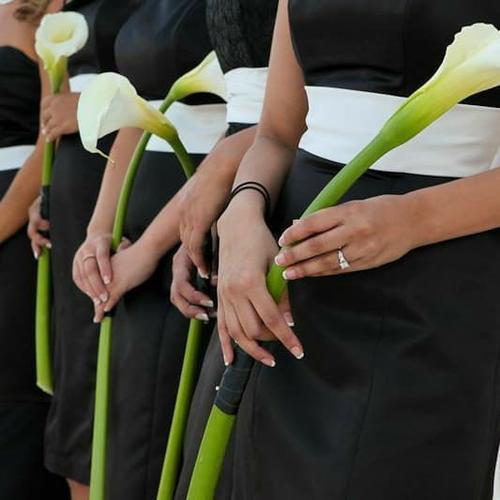 Jual Calla Lily putih/ white calla lily/ bunga potong segar - Jakarta ...