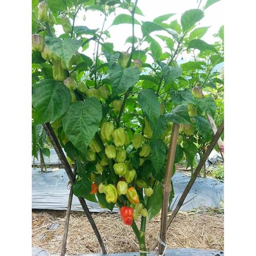 Jual Biji Cabe Katokkon Toraja Super Harga 50rb isi 250 butir - Kota ...