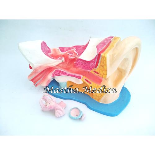 Jual Manekin / Torso Kerangka Anatomi Manusia Model Telinga - Jakarta ...