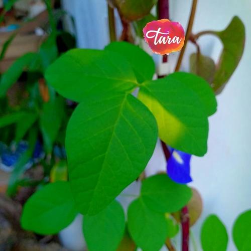 Jual Daun Bunga Telang/Kembang Teleng Segar/ Clitoria Ternatae - Kab ...