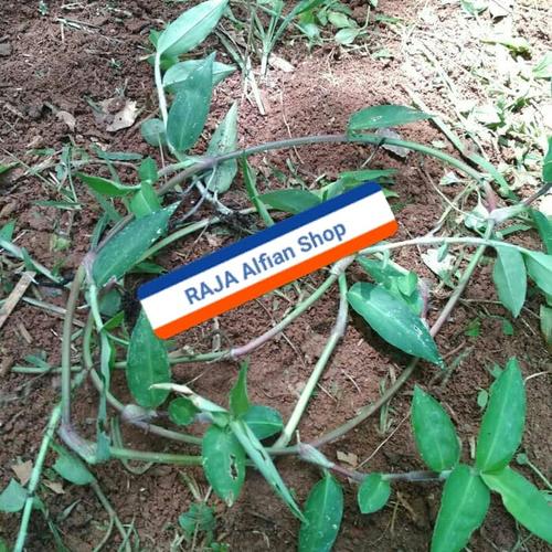 Jual Daun Gewor Segar Per Ikat - Kab. Subang - RAJA Alfian Shop | Tokopedia