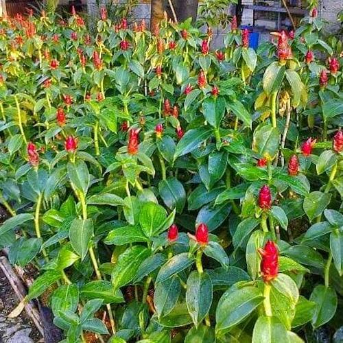 Jual tanaman pacing pentul - bunga merah - pacing pentul - Kab. Bogor ...