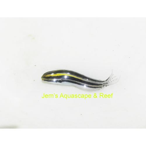 Jual Ikan Air Laut Sampiran / Sampiran Kuning - Jakarta Barat - Jem's ...