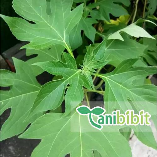Jual Bibit Tanaman Insulin - Pohon Kipahit - Daun Paitan - Kota Bogor ...