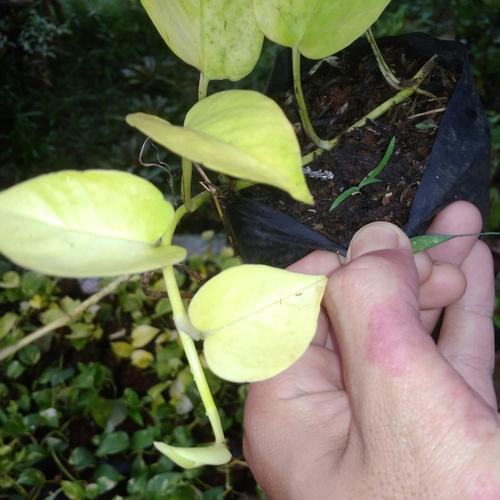Jual tanaman hias sri Gading love pohon gantung /indor mau ful sun ...