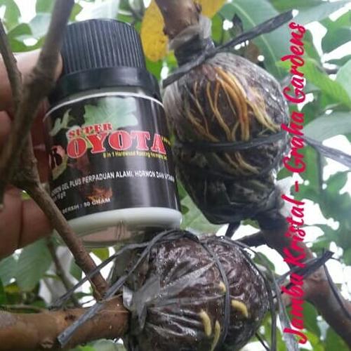 Promo ZPT Akar Gel / Pupuk Tanaman Hard Wood SUPER OYOTA 150 GP - Kab ...
