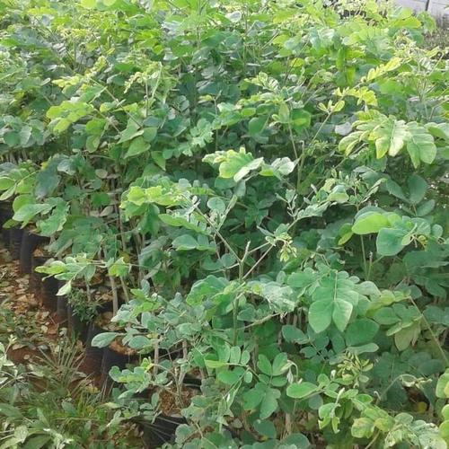 Jual Pohon Ki Hujan, Pohon Trembesi, tanaman peneduh, trembesi - Kab ...