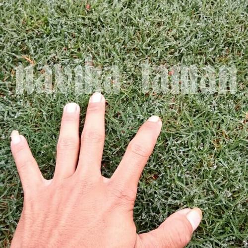 Jual Rumput Babat Halus - Rumput Babat 100x100cm - Kab. Bogor - Tukang ...
