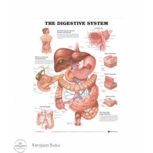 Jual The Digestive System Anatomical Chart - Kab. Bekasi - Kerajaan ...