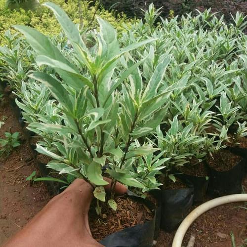 Jual tanaman ganda rusa-tanaman hias ganda rusa-rawelia varigata - Kab ...