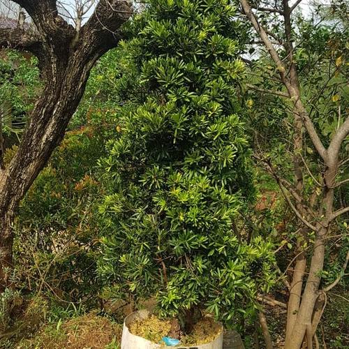 Jual Pohon Lohansung Podocarpus Taiwan - Jakarta Barat - Intan ...
