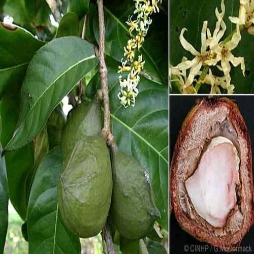 Jual Buah Gayam - Kab. Pangandaran - TANI HUB | Tokopedia