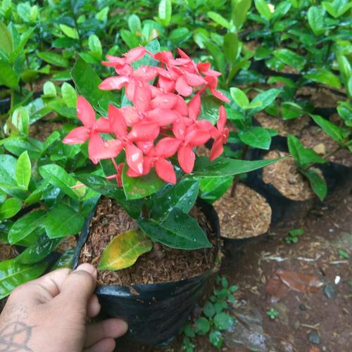 Jual tanaman asoka-tanaman hias soka/soka bunga merah - Kab. Bogor ...