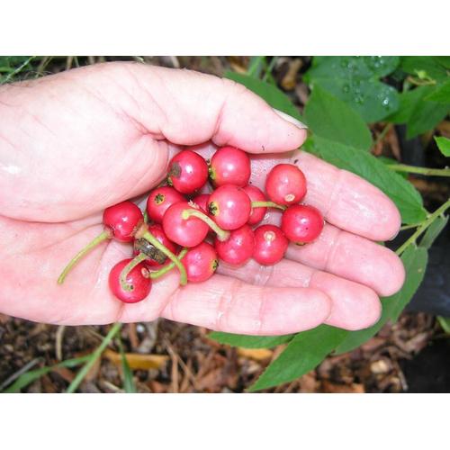 Jual Bibit Pohon Seri Kersen - Buah Cheri Kersen - Tanaman Buah Talok ...