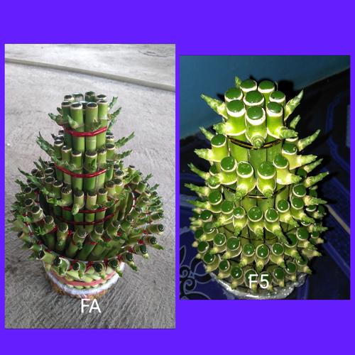 Jual tanaman hias bambu hoki 5 - Kab. Bandung Barat - kaktus ahmad ...