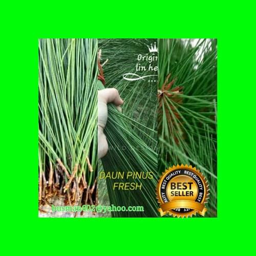 Jual DAUN PINUS DAUN VINUS PINUS SEGAR Fres daun Pilihan - Kab ...