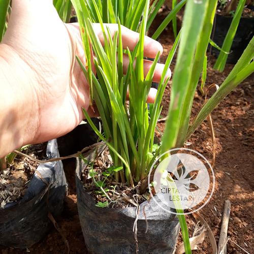 Jual Tanaman Bunga Sedap Malam Putih - Bibit Pohon Hias Taman - Kota ...