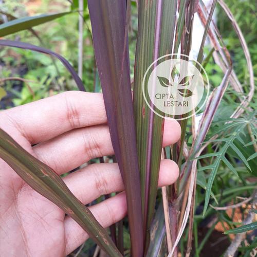 Jual Bibit Pohon Tebu Ireng Tiwu Hitam Tanaman Batang - Kota Bogor ...