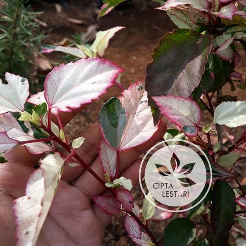 Jual Bibit Bunga Sepatu Variegata Pohon Sepatu Kembang Varigata Merah ...