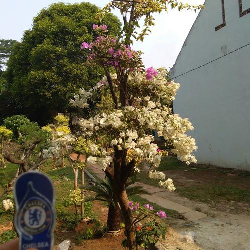 Jual Bonsai Bougenville / Pohon bonsai / bugenvil - Kab. Bogor - Rendy ...
