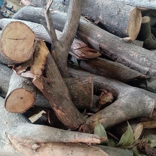 Jual Dahan kayu kering - Jakarta Timur - Toko Mabruri 12 | Tokopedia
