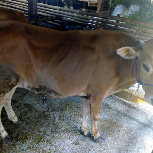 Jual Sapi Qurban / sapi Jawa / sapi lokal / Sapi Pegon / sapi murah ...