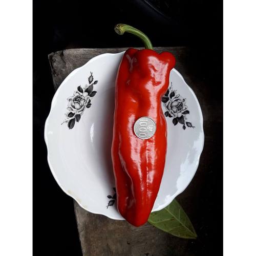 Jual Biji Cabe Raksasa Sweet Italian Rp.10rb isi 10 butir - Kota ...