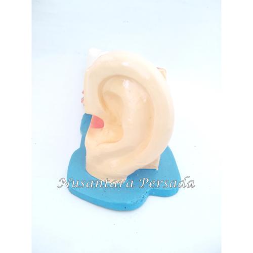 Jual Manekin / Torso Kerangka Anatomi Manusia Model Telinga - Kota ...