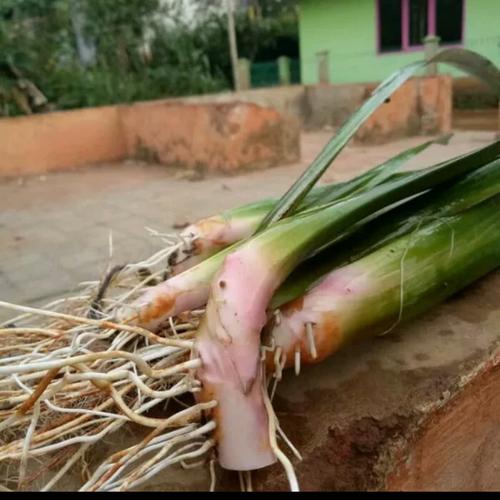 Jual delingo atau jaringao herbal - Jakarta Pusat - Decorative Plant ...