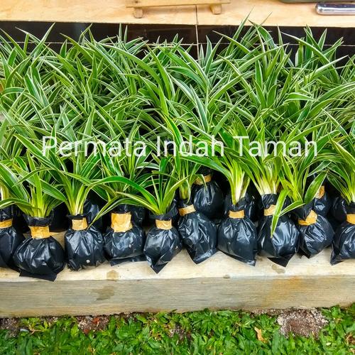 Jual pohon lili paris / tanaman hias lili paris / lily paris umbi - Kab ...