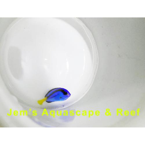 Jual Ikan Air Laut Dori Tiny / Letter Six Tini (Letter Six) - Jakarta ...