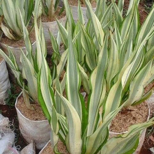 Jual tanaman agave variegata, pohon agave - Kab. Bogor - NAVIKA TAMAN ...