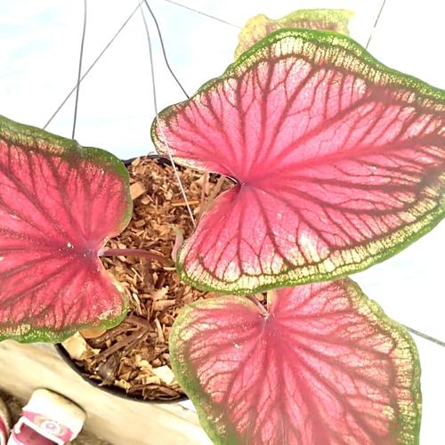 Jual Tanaman hias keladi urat merah / putih / hijau - Kota Bogor ...