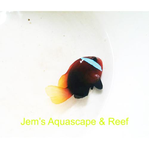 Jual Ikan Air Laut Tompel (Tomato Clownfish) - Jakarta Barat - Jem's ...