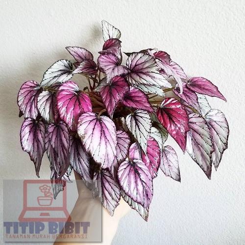 Jual Tanaman Hias Bunga Begonia - Begonia Rex Emerald Wave - Daun ...
