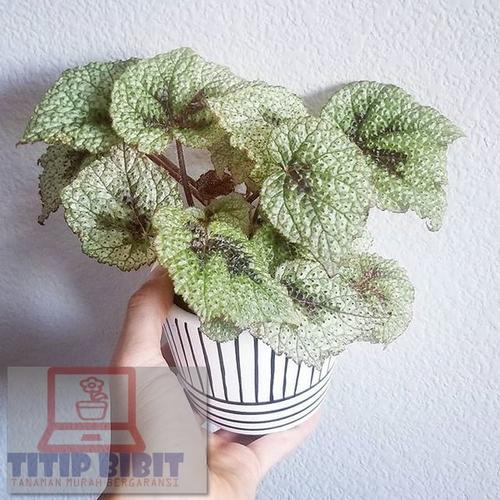 Jual Tanaman Hias Bunga Begonia - Begonia Rex Carpet - Daun Begonia ...