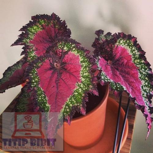 Jual Tanaman Hias Bunga Begonia - Begonia Rex Queen - Daun Begonia ...