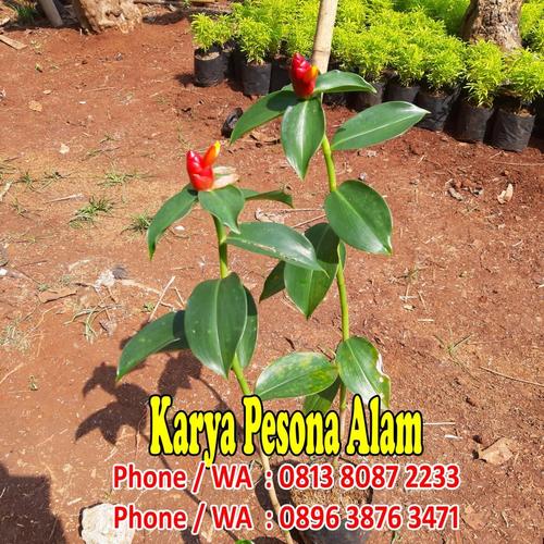 Jual Pacing Pentul / Tanaman Pacing Pentul - Kab. Bogor ...