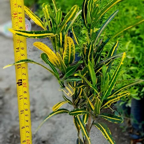 Jual Puring Jari kuning menyala | Tanaman Puring - Kota Makassar - CV ...