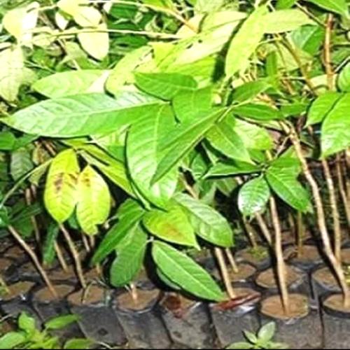 Jual Tanaman bibit Pohon Loa Ficus racemosa tumbuhan Grafting pohon Tin ...