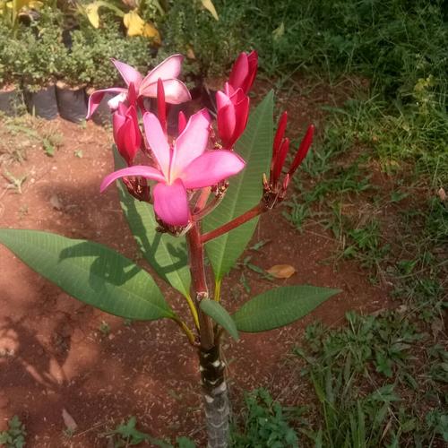 Jual Bibit Stek Batang Kamboja Bunga Merah Fanta - Kab. Bogor - Gallery ...