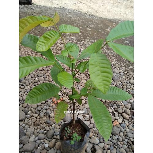 Jual Bibit Matoa Super - Kab. Purworejo - rumah bibit-warung bibit ...