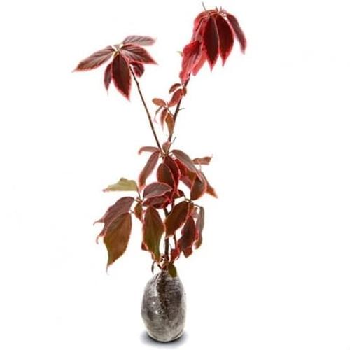 Jual Tanaman Hias Acalypha Wilkesiana Blaze - Kota Batu - Bakoel ...