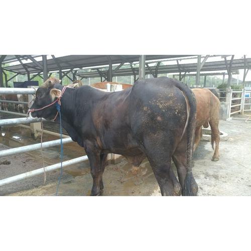 Jual Sapi Qurban PO / Pegon / Limosin / Simmental Bobot ± 400 kg ...